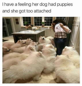 31 Memes For Your Dog-Obsessed Friends