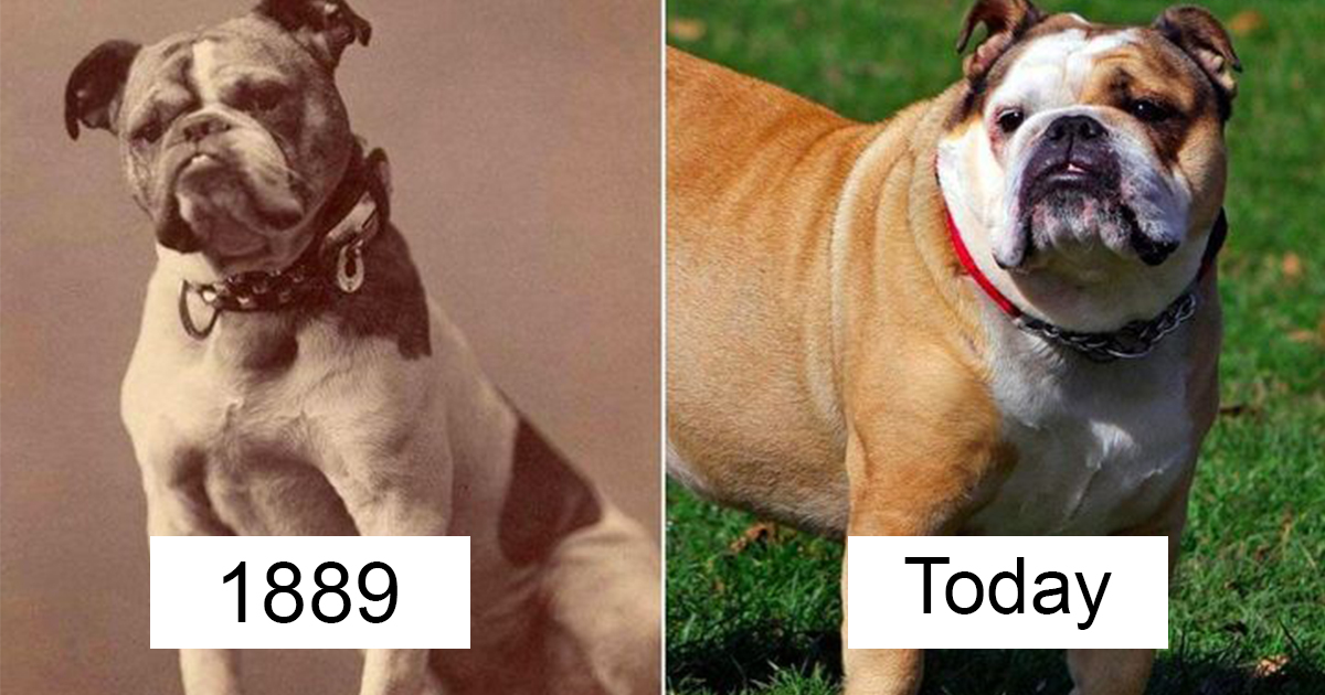 19 Pictures Of What Dog Breeds Looked Like Over 100 Years Ago